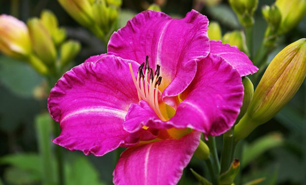 Zambak - Zambak Çiçeği - Zambak Bakımı - Zambak Çiçeği Çeşitleri