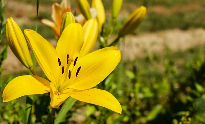 Zambak - Zambak Çiçeği - Zambak Bakımı - Zambak Çiçeği Çeşitleri