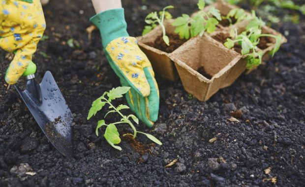 Torf Nedir ve Nasıl Yapılır? Torf Nasıl Hazırlanır? - EvHayat
