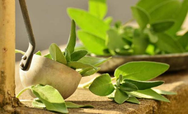 Adaçayı Nasıl Yetiştirilir?