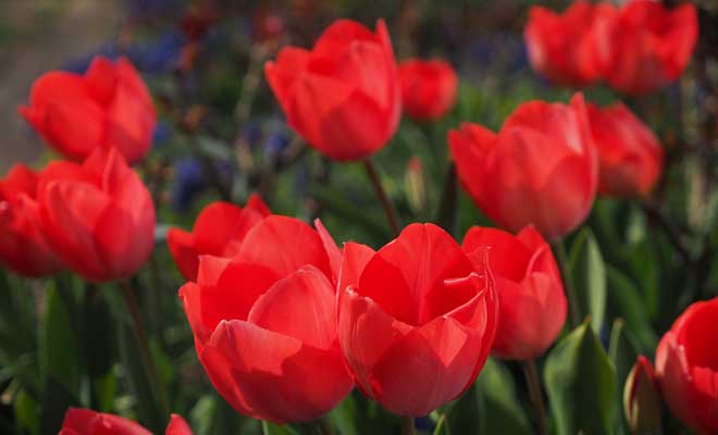 Lale Nasıl Yetiştirilir?