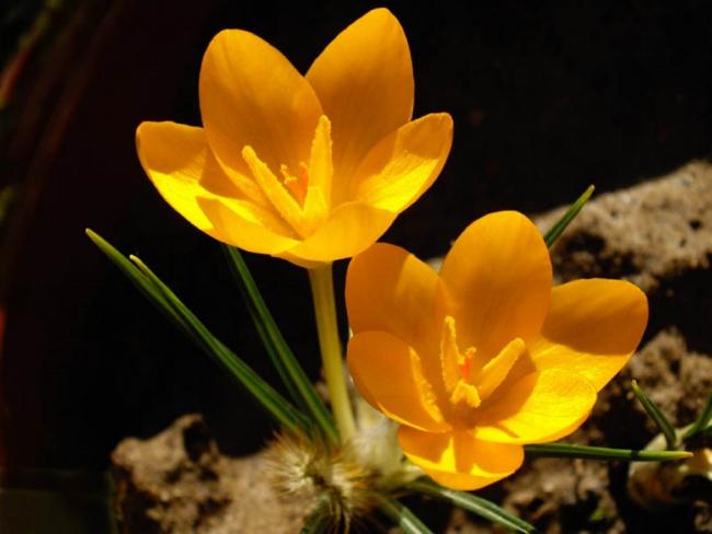 Türkiye'nin Endemik Bitkileri - EvHayat