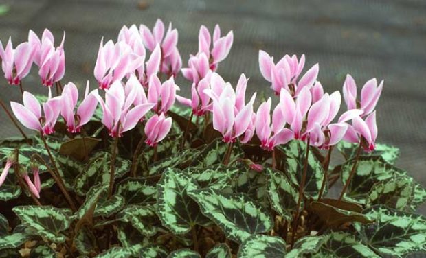 Siklamen Çiçeği Çeşitleri