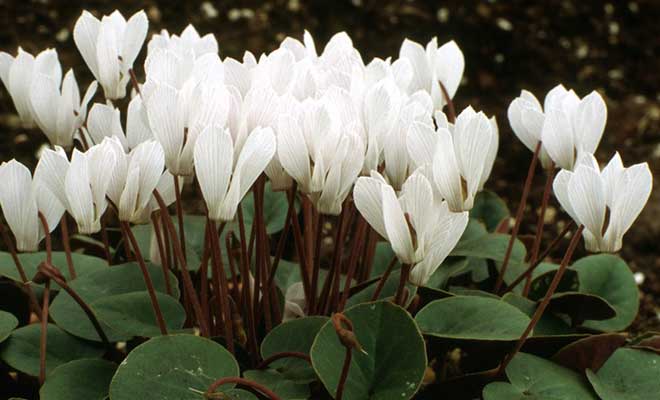 Siklamen Çiçeği Çeşitleri