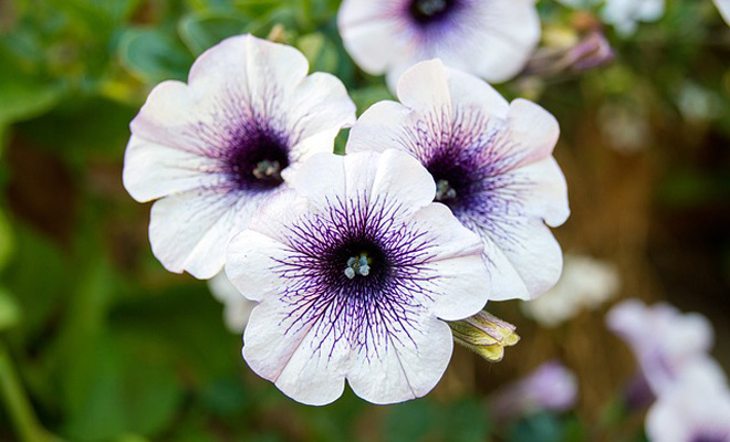 Petunya Çeşitleri - Petunya Çiçeği Çeşitleri - Yaz Çiçekleri