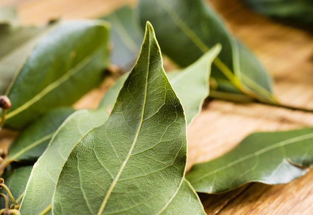 Defne Nasıl Yetiştirilir? Defne Bitkisi Yetiştirme - EvHayat