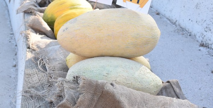 Kavunlar ve Kavun Çeşitleri - Kavun İsimleri - EvHayat